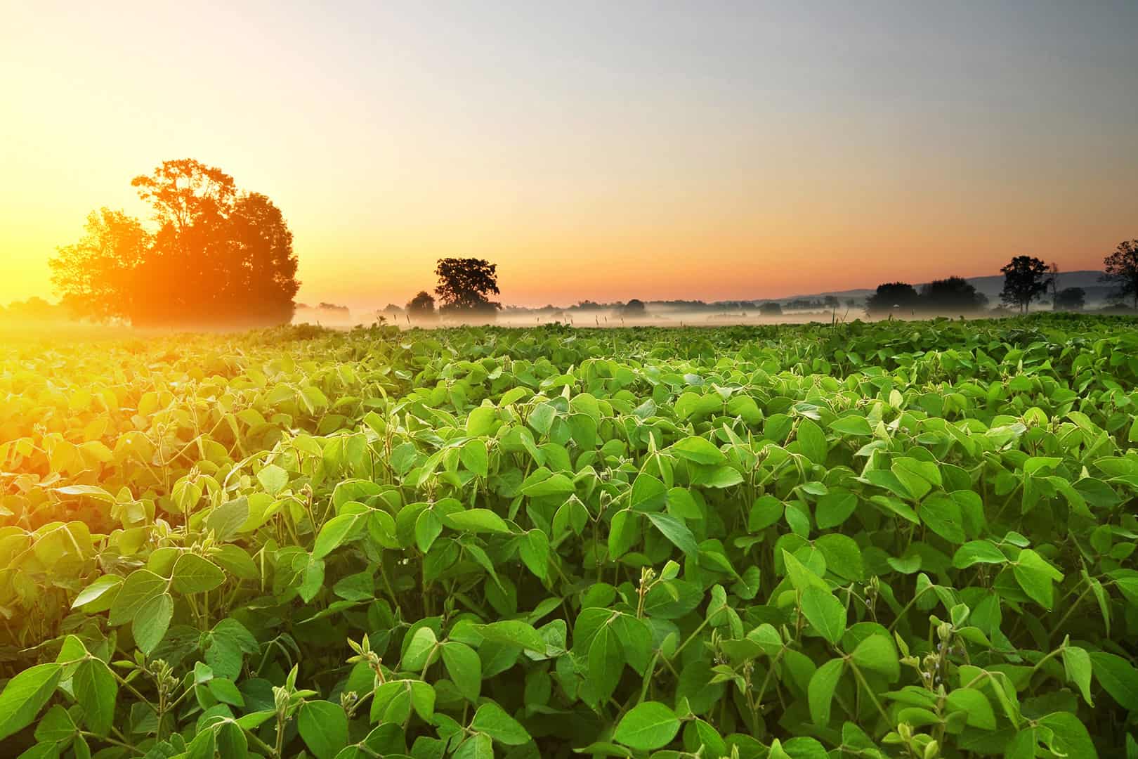 Project overview - Legume Generation